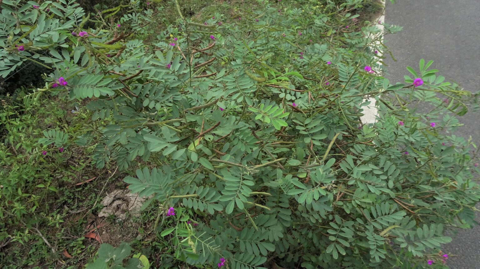 Tephrosia purpurea (Fabaceae- pea family)